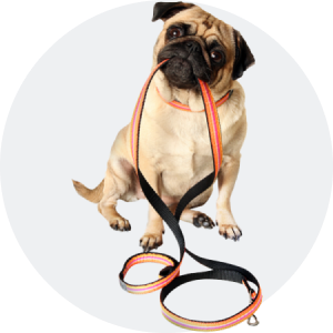 Services - anibis.ch